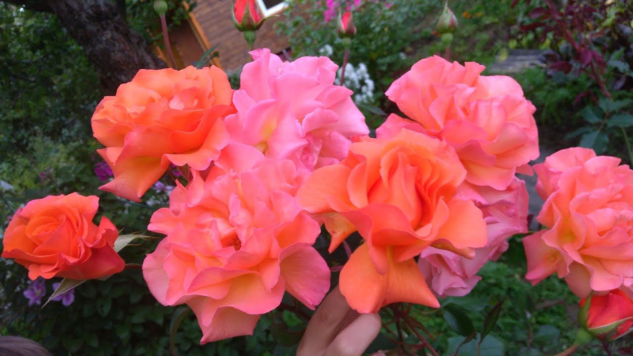 Роза Метанойя.Metanoia