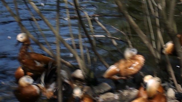 DSCN3867.AVIКраснодар паркСафари парк Галицкого 2021