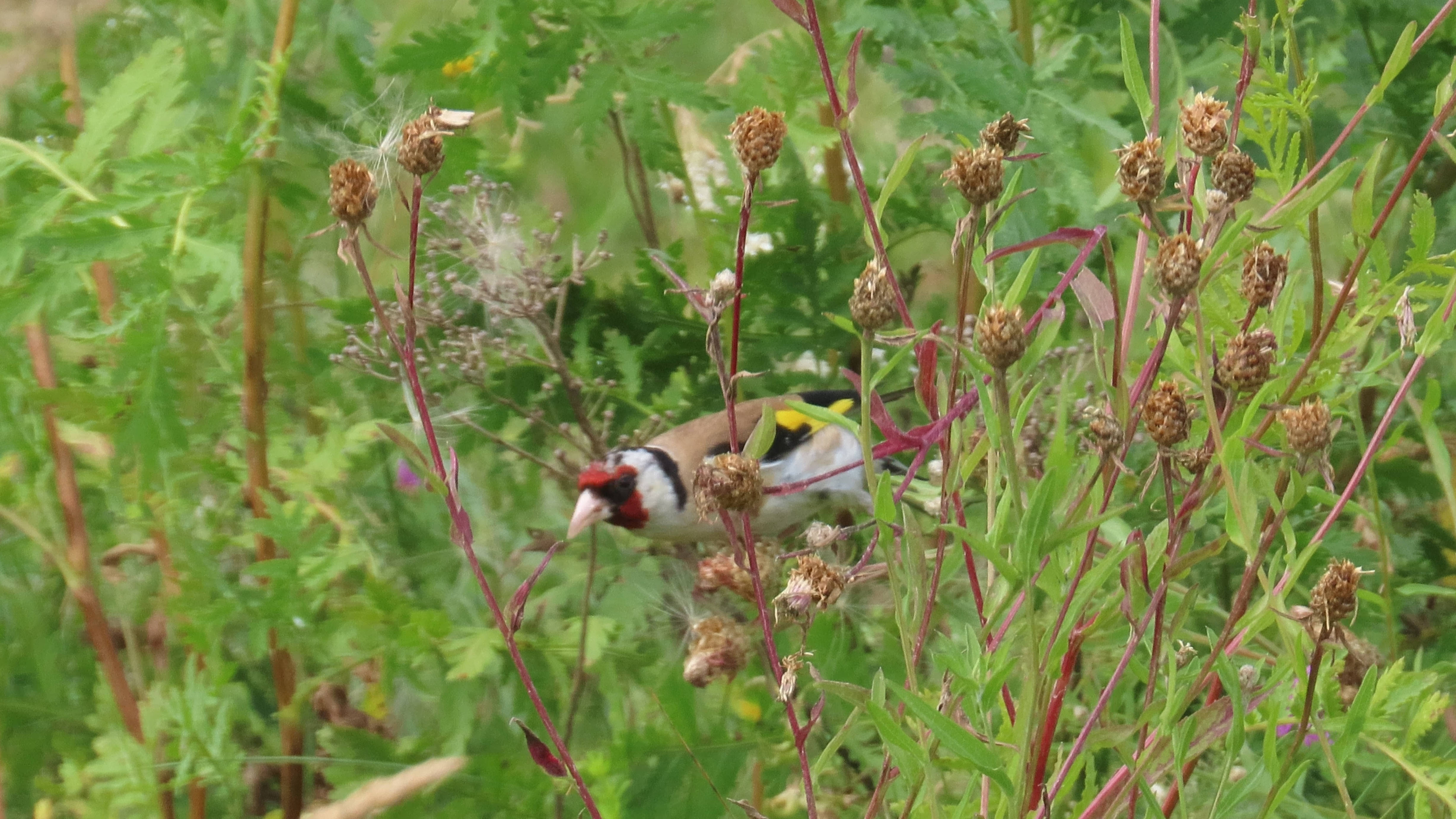 Щеглы_#2, Крылатское, 21 июля 2024, 21 июля 2024