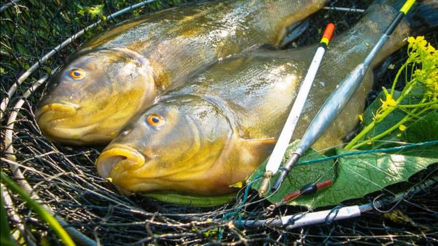 🐠 СОВЕТЫ КАК ЛОВИТЬ ЛЬНЯ