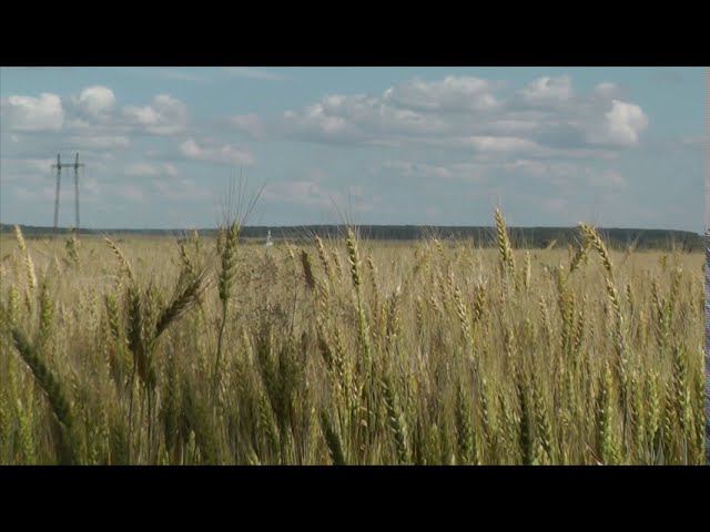 Зарайск. "Шумят хлеба" -Геннадий Белов. Композитор Александра Пахмутова, поэт Сергей Гребенников.