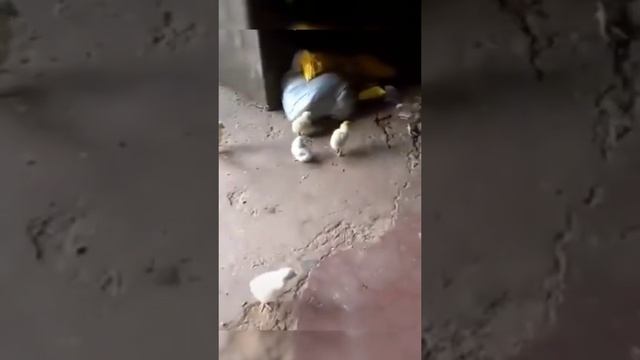 Забавные ролики 74