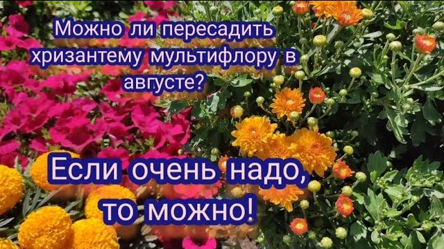 Хризантема мультифлора. Пересаживаем хризантему с неудобного места