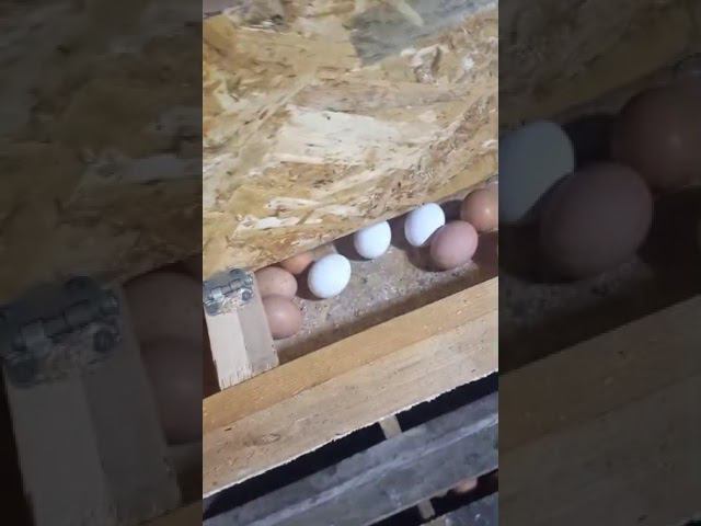 #яйца за 3 дня