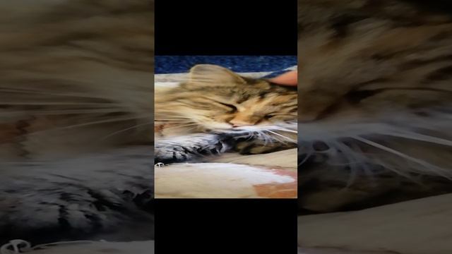 Алиса.mp4
