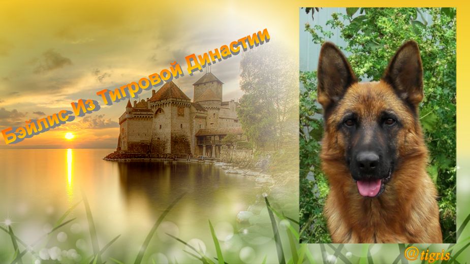 Бэйлис Из Тигровой Династии