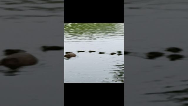 Выводок утят