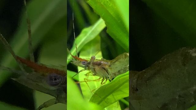 Видео содержание креветки только на рутубе