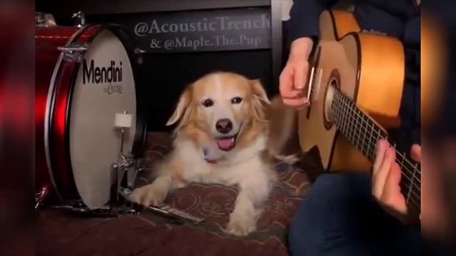 ?Лучшие смешные ПРИКОЛЫ ? #10