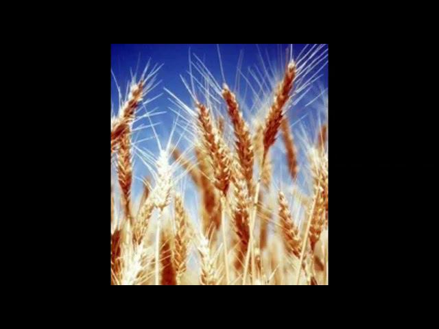 Говорите о Христе, не умолкайте!