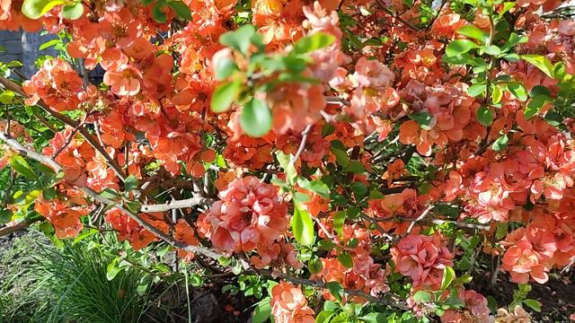 Жужжащий май