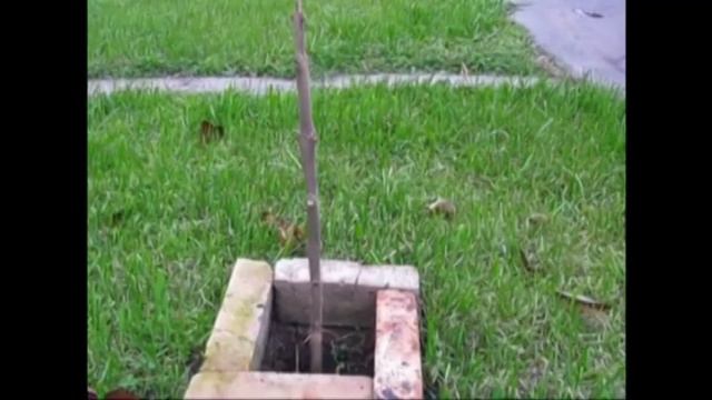 Новости и новшества нашего сада ⧸ огорода в 2021 году. Малина, Крыжовник, Виноград, Павловния, др.