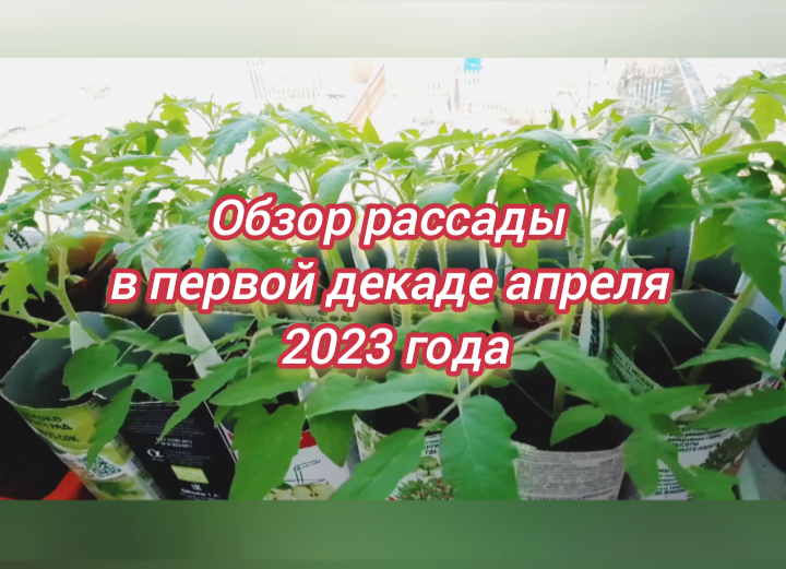 Обзор рассады в первой декаде апреля 2023 года