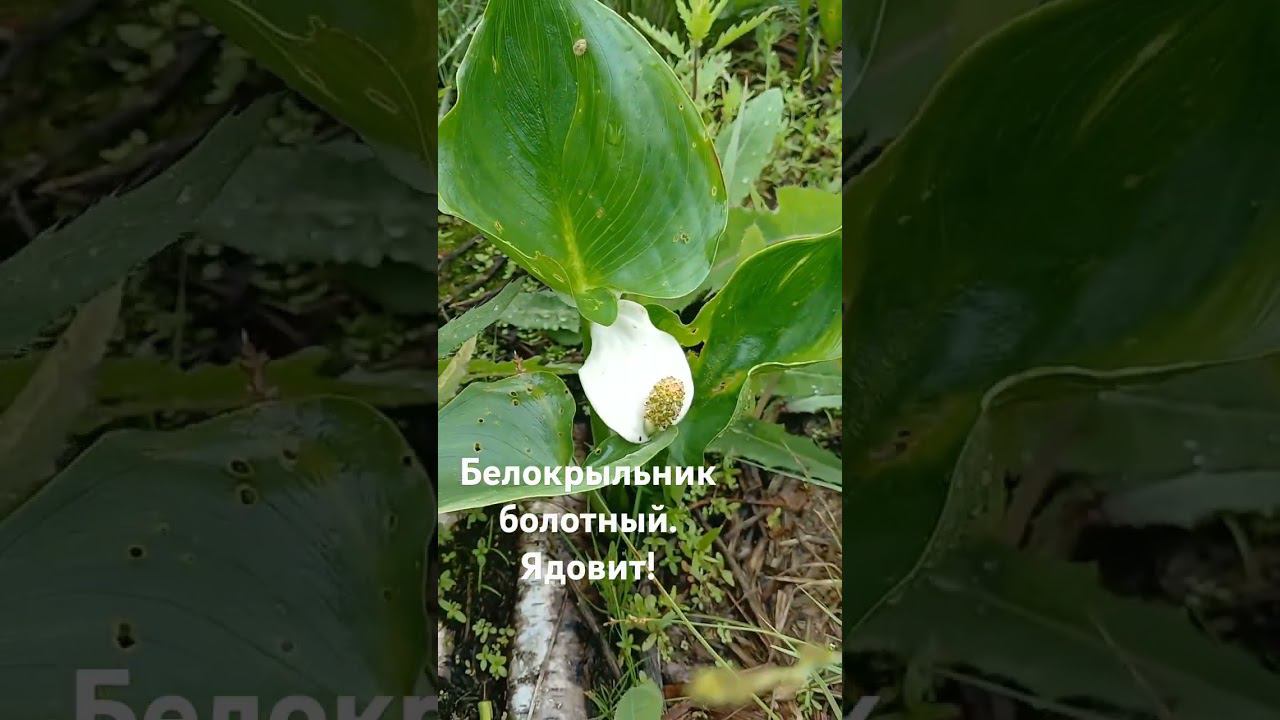 Белокрыльник болотный. Обитает по топким берегам водоёмов, в болотистых местах. Ядовит! #болото