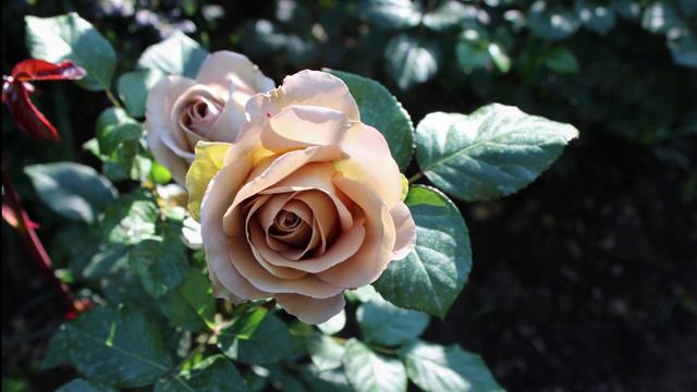 Обзор сада июнь 2024 - что понравилось!