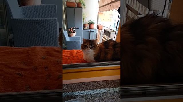 Софка и дождь