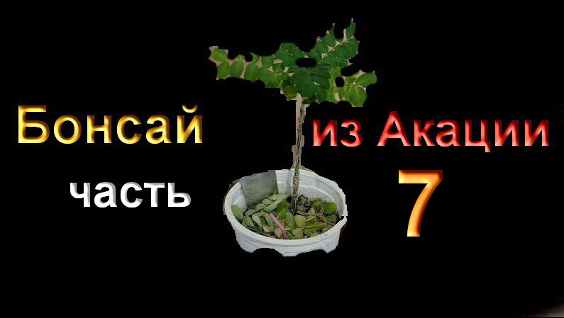 7.Бонсай с самого начала из желтой акации часть 7 обрезка.