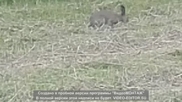 Смелый заец.