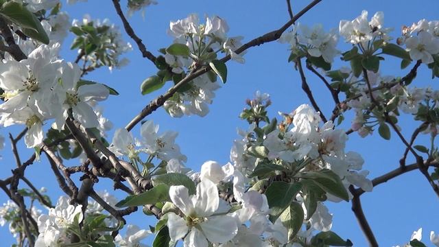 Яблонька весенняя Трио "Яблонька"