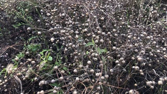 Уборка льна CLAAS TUCANO 580