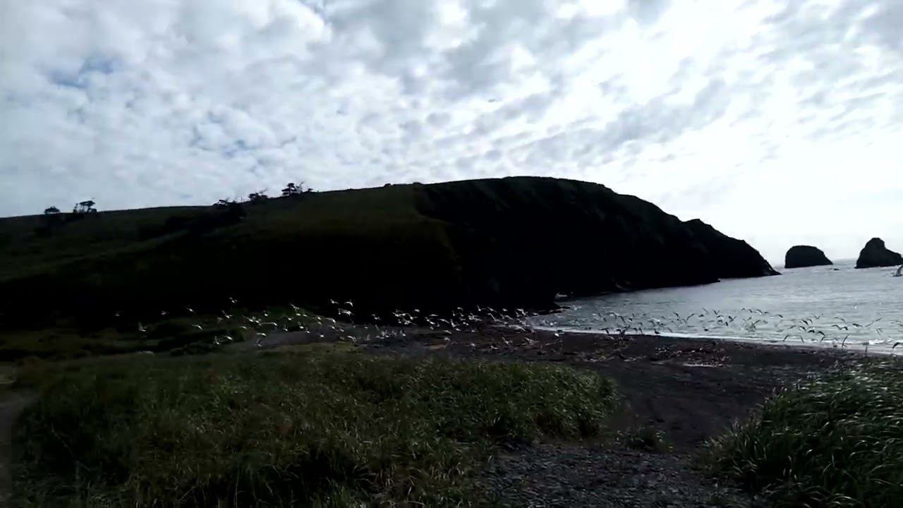 Шикотан. Птицы.