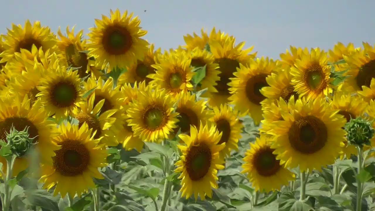 Подсолнухи-это маленькие солнышки