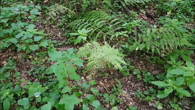 ЛЕС_медитация_ЛЕС (15.08.17).mp4
