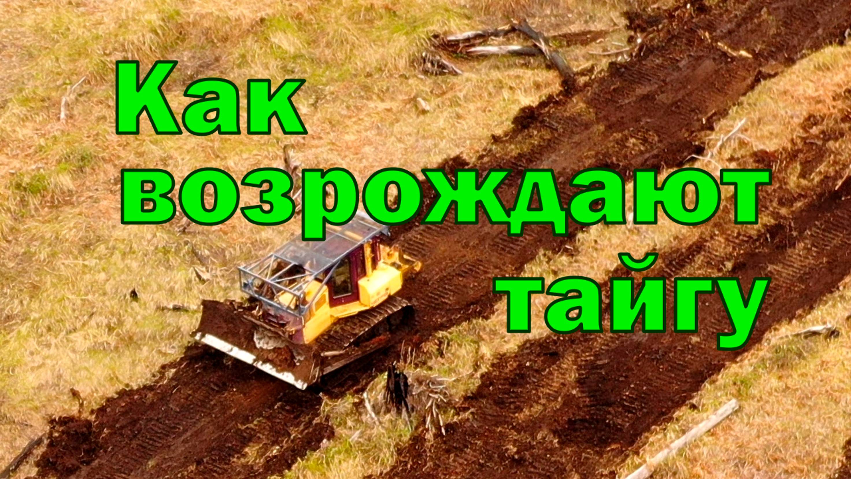 Как возрождают тайгу: посадка леса на старом горельнике