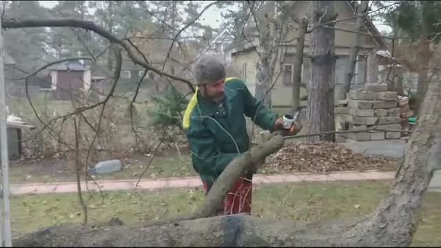 Обрезка,лечение,опрыскивание деревьев Дмитров 2 часть