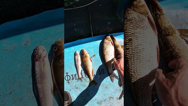 какая то странная рыбалка