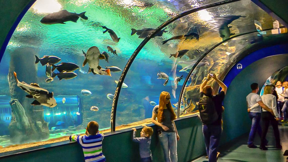 Москвариум 2024  
#Москвариум #Москва #ПодводныйМир #Аквариум #МорскиеОбитатели