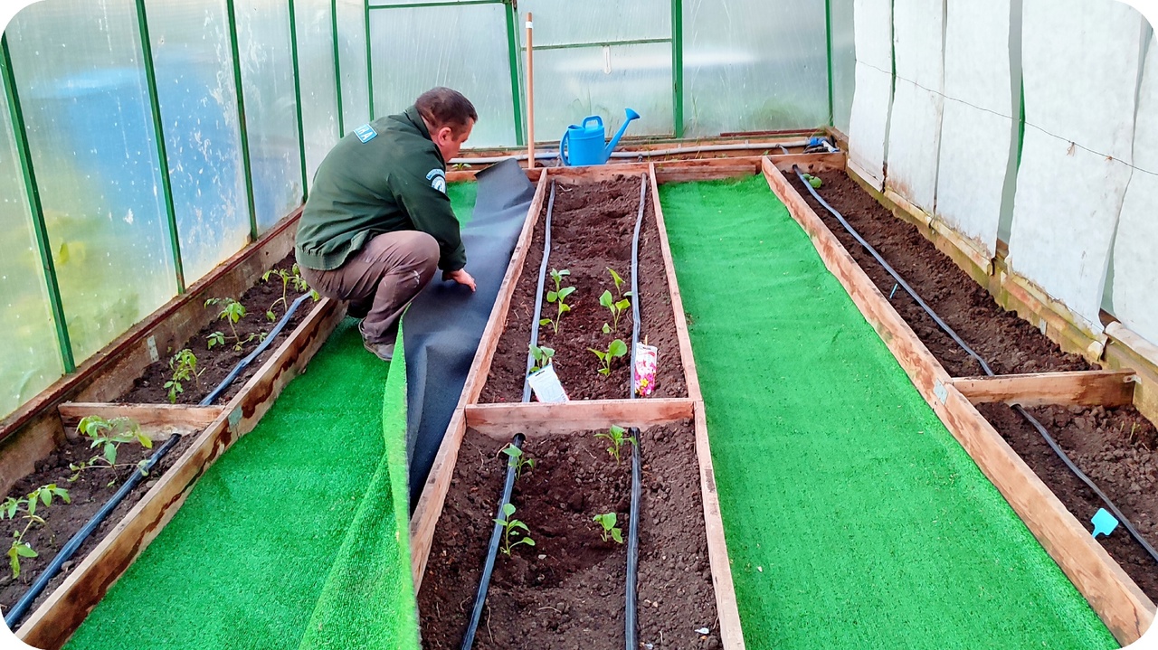 Газон в теплице. Дачный влог, хроника садовода 14.05.24, Оренбург.