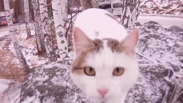 Magic ski moments. Горные лыжи.