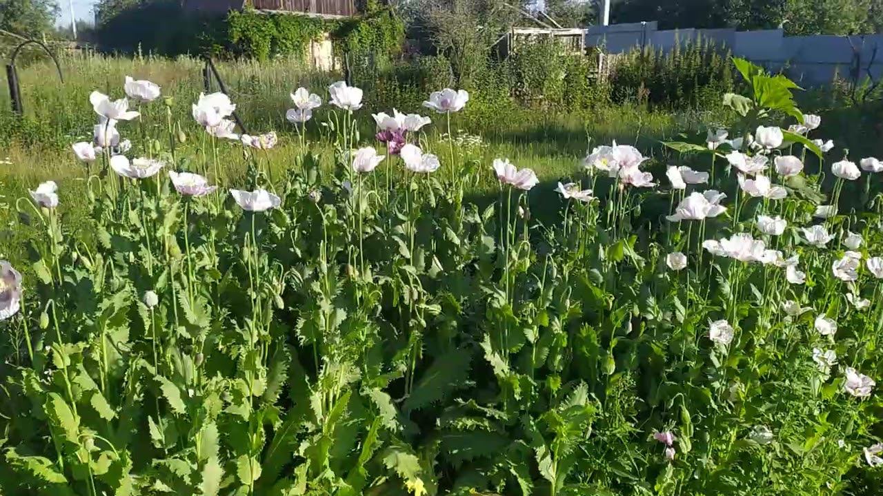 Цветы не мельчают при моем методе. Все зависит от качества почвы. Метод улучшает ее качество.