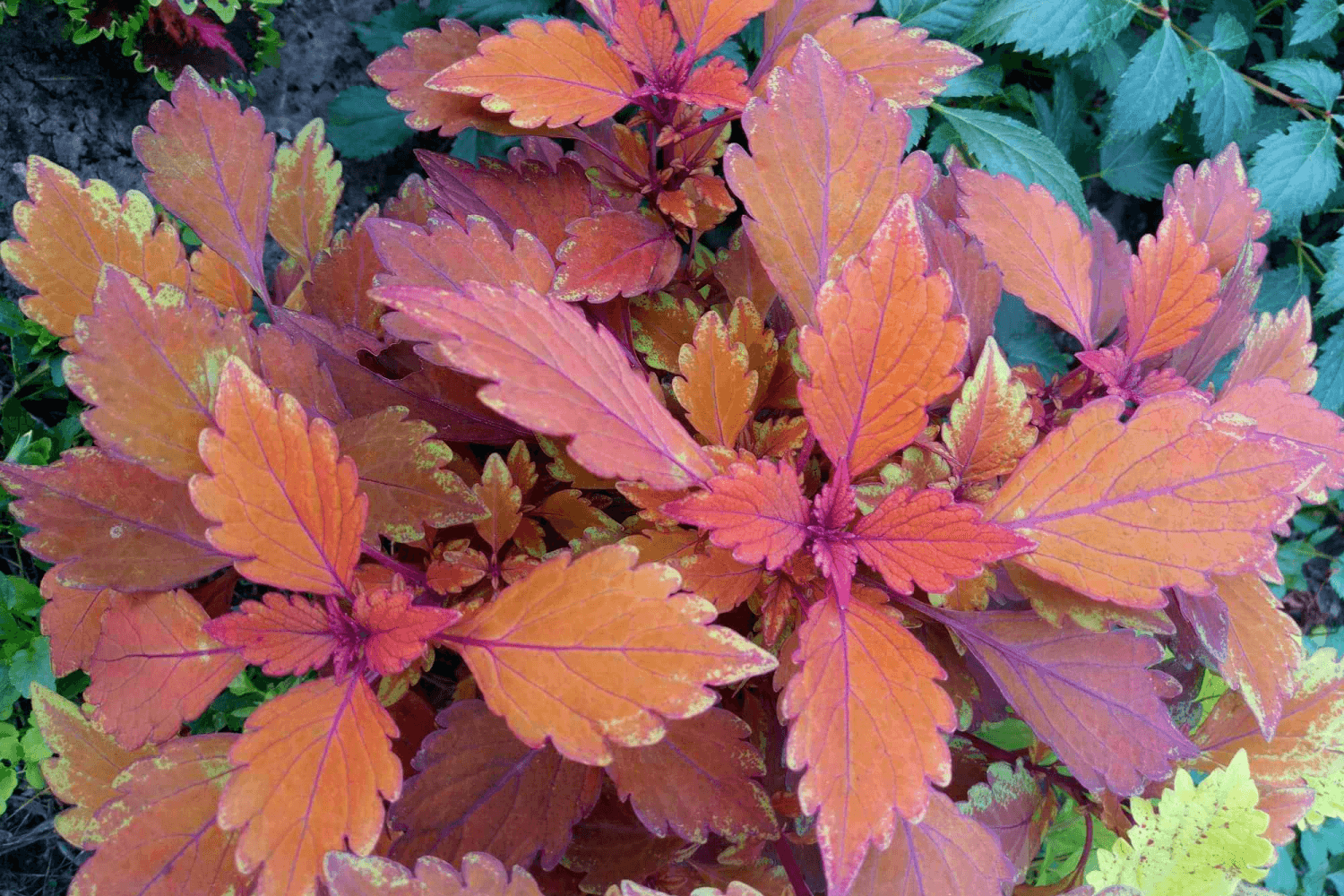 Колеус гибридный "Спитфаер" (Coleus hybridus "Spitfire")