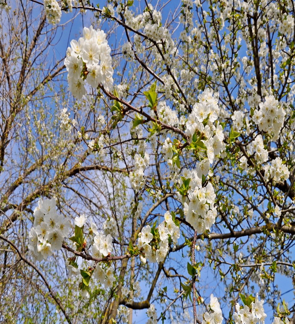 Ейск: парк Поддубного в начале мая!