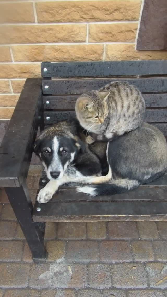 Дружба кошки и собаки