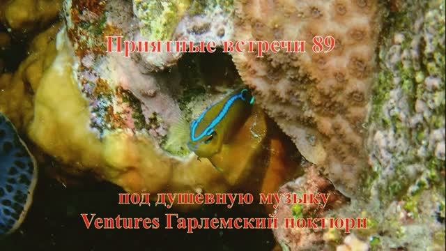 Приятные встречи 89 Померанцевая ласточка трехполосая под музыку Ventures Гарлемский ноктюрн