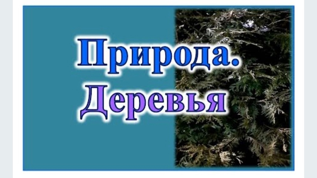 ПРИРОДА. ДЕРЕВЬЯ. Александра Миркушова