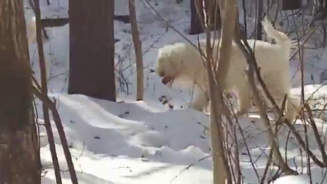 Наши домашние питомцы. Южнорусская овчарка