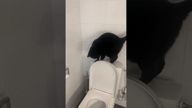 лучшая домоправительница