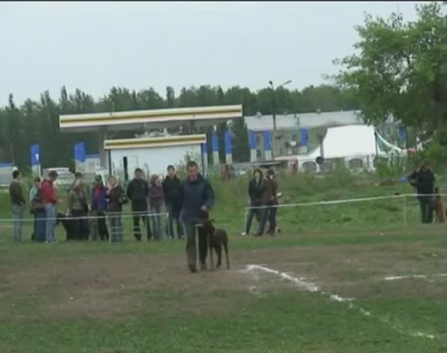 Шигаев Роман и доберман Онда из Звездных врат. BH. Соревнования по дрессировке. Самара, 15 мая 2010.
