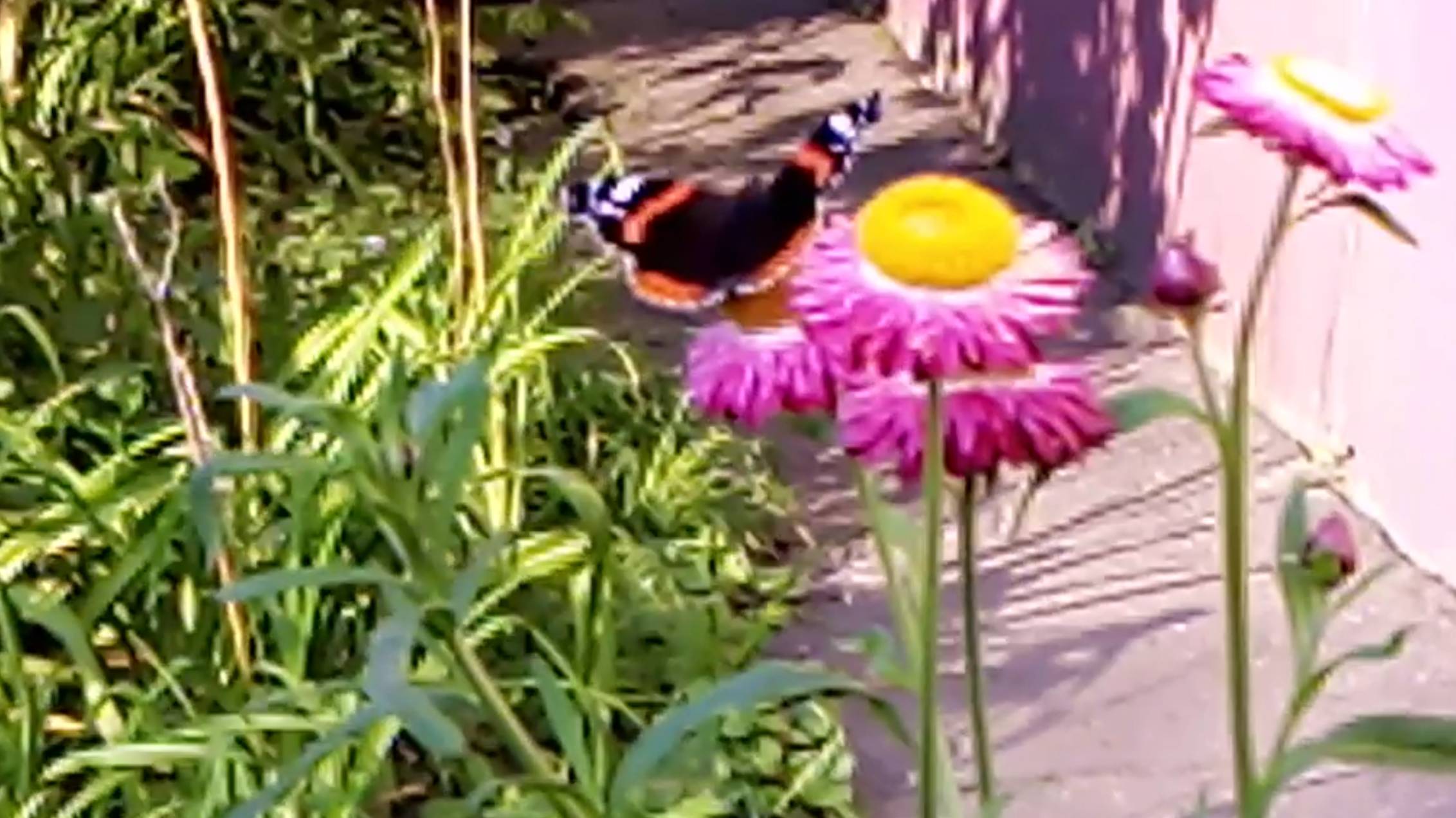 БАБОЧКА и МОТЫЛЁК - СКАЗОЧНЫЙ МИР ЛЕТА!