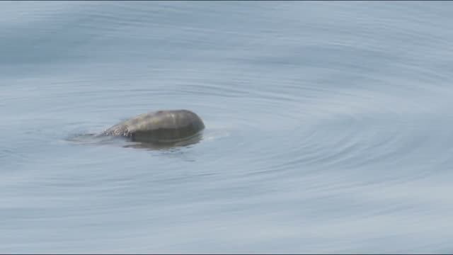 Морские черепахи. Тысячемильный заплыв. Океанские плавучие островки.