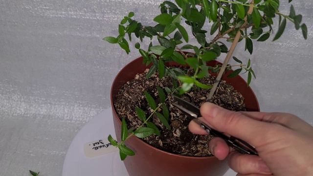 Тарентино зеленый 10