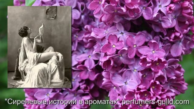 Сиреневый день в Монрепо-2020. Гильдия парфюмеров представляет.mp4