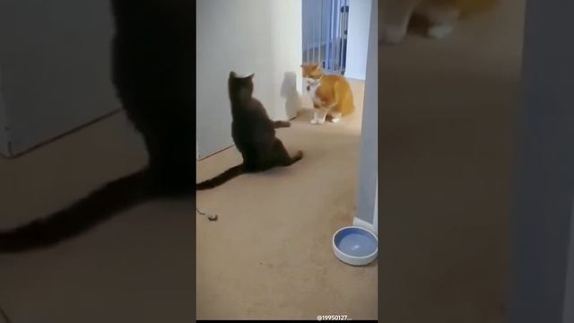 22-03-2024 котёнок 2024 😁