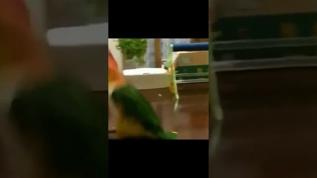 Открывайте дверь.mp4