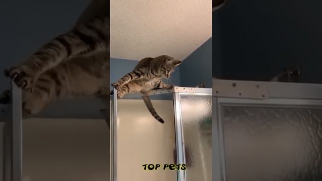 Нас застукали! Смешное видео с собаками, кошками