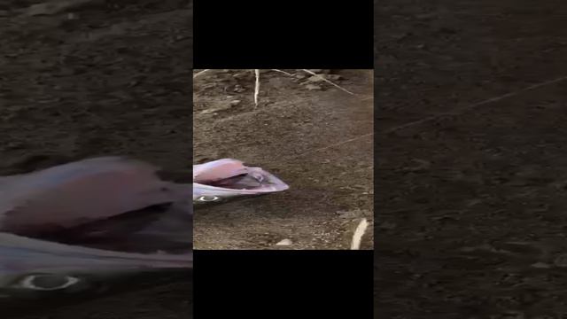 Рыбалка река Ахтуба